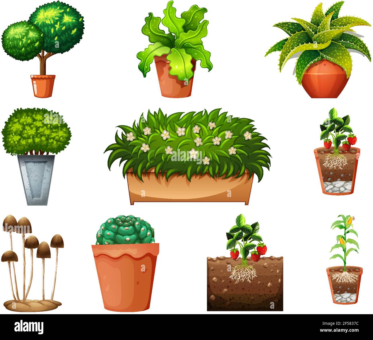 Set of different plants in pots isolated on white background ...