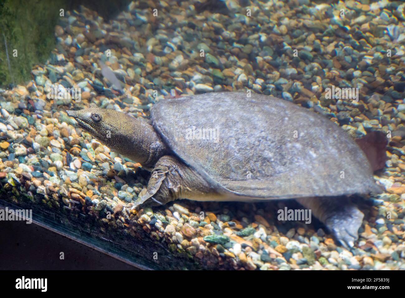 The Chinese softshell turtle (Pelodiscus sinensis) in the water. It is ...
