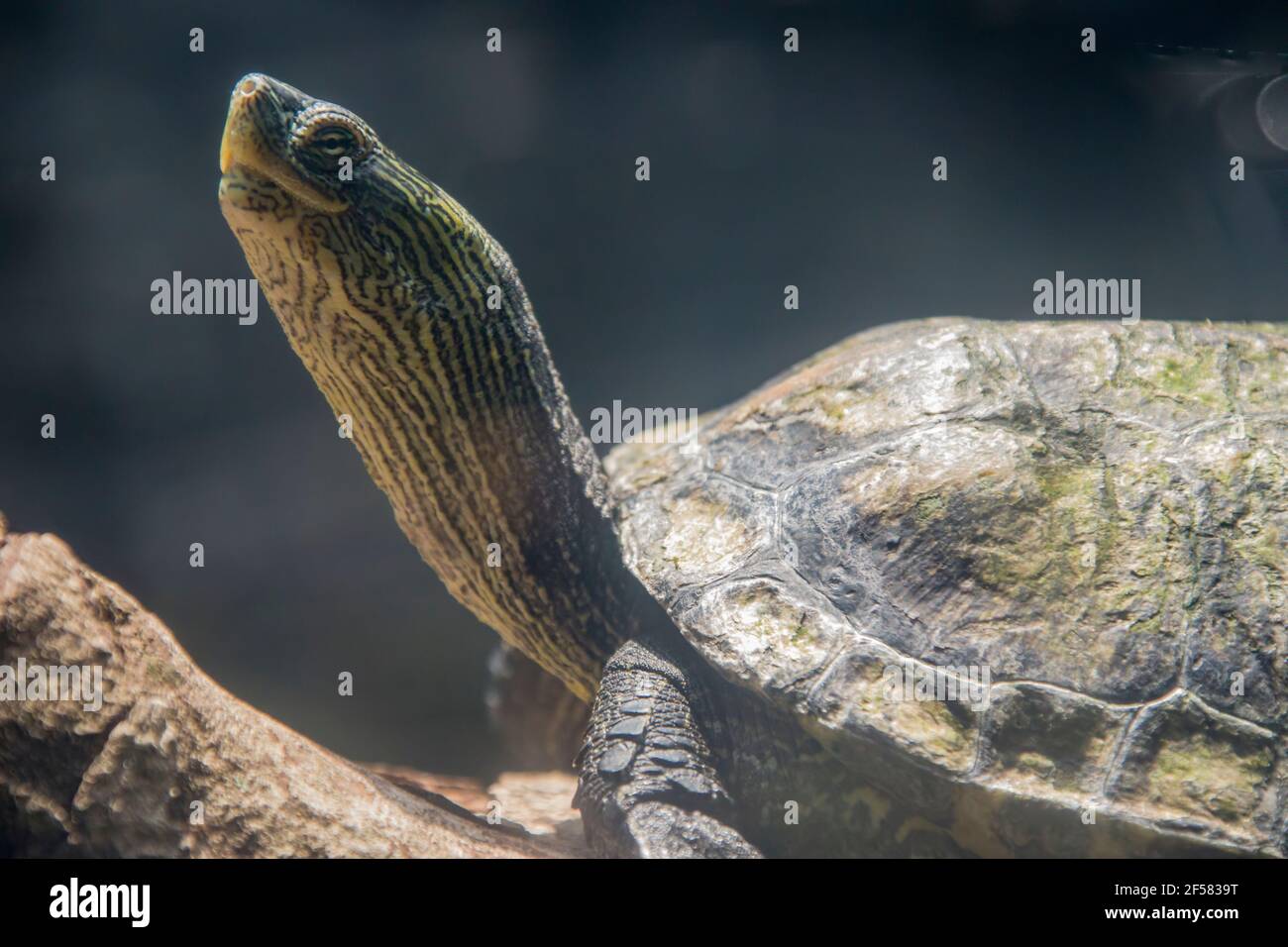Chinese stripe necked turtle hi-res stock photography and images - Alamy