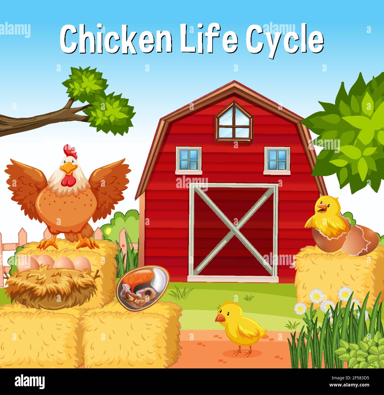 Chicken Life Cycle font in the farm scene illustration Stock Vector ...
