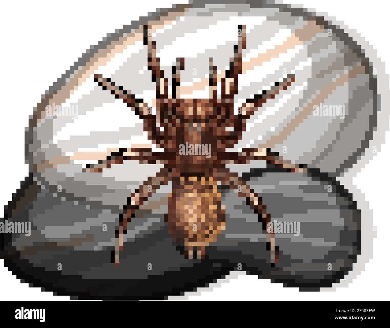 Top view of spider on a stone on white background illustration Stock ...