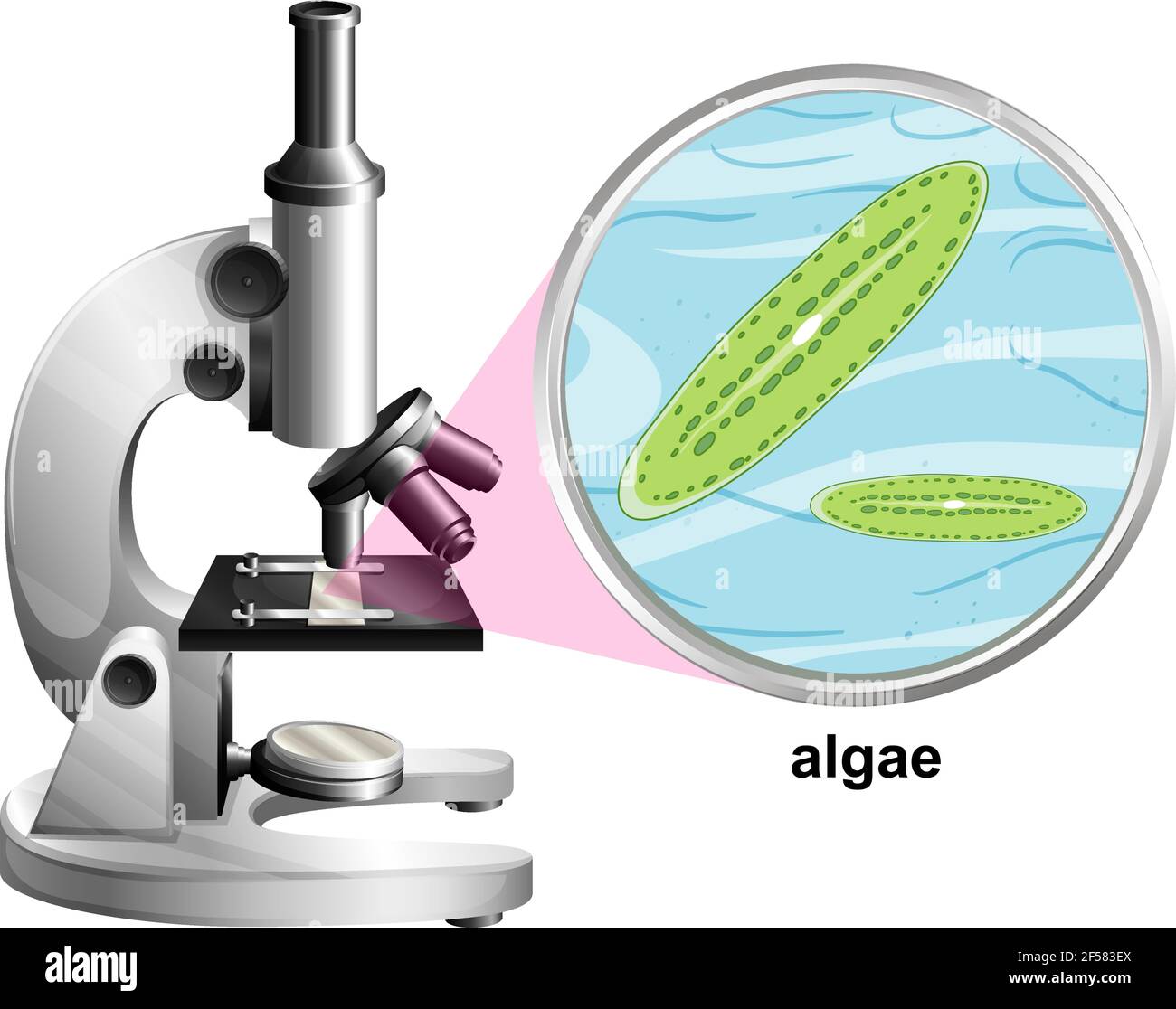 Microscope with anatomy structure of Algae on white background ...