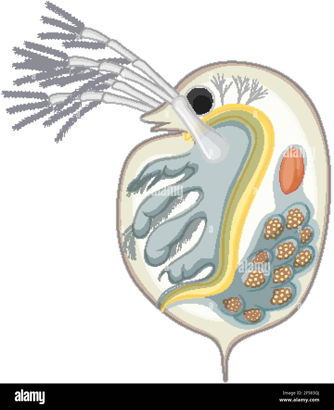 Daphnia isolated on white background illustration Stock Vector Image ...