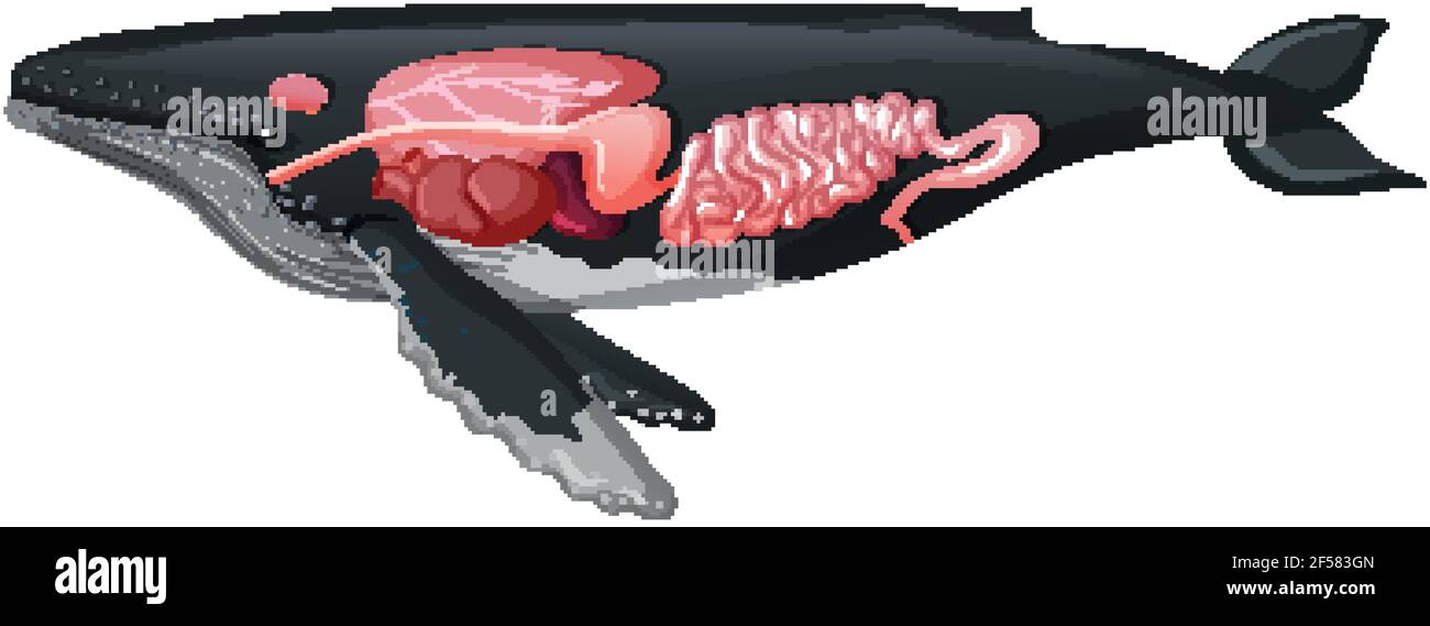 Internal Anatomy of a Whale isolated on white background illustration ...