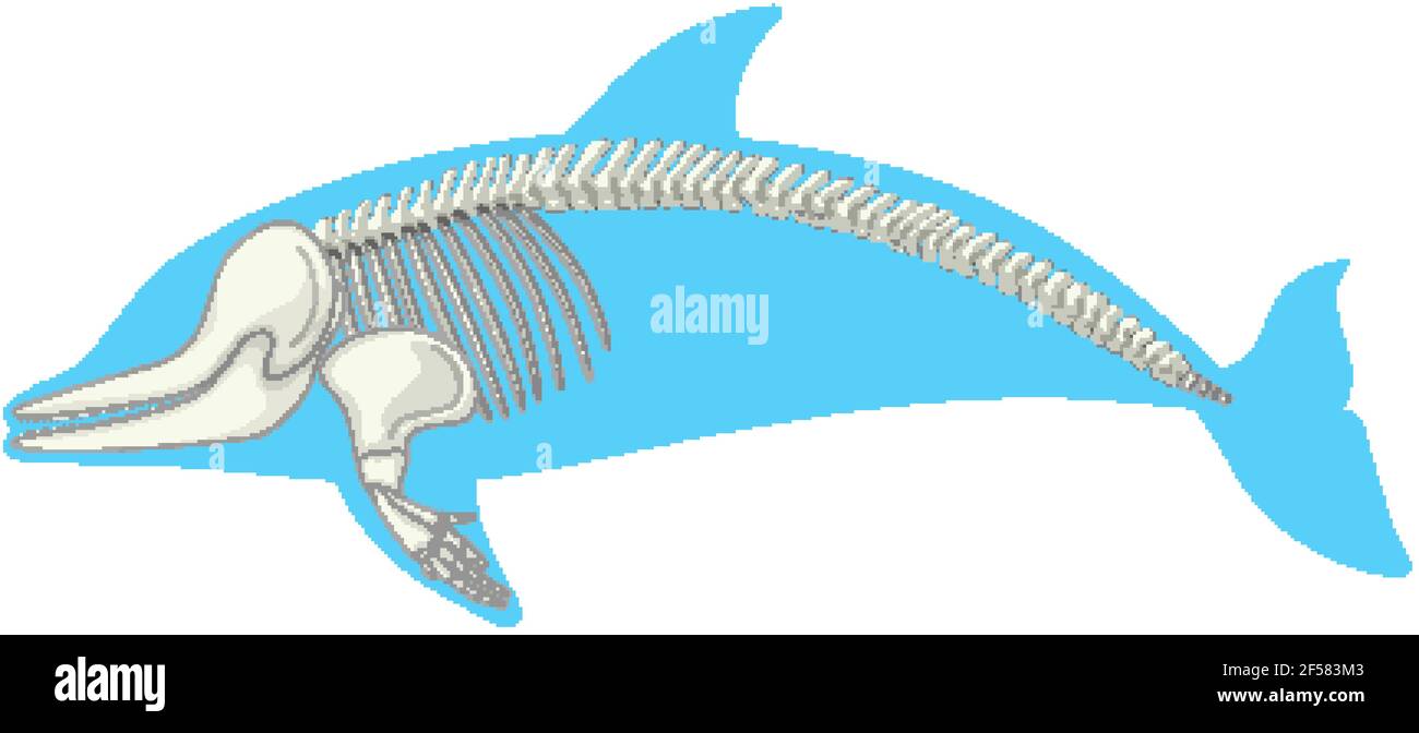 Skeleton anatomy of dolphin isolated on white background illustration ...