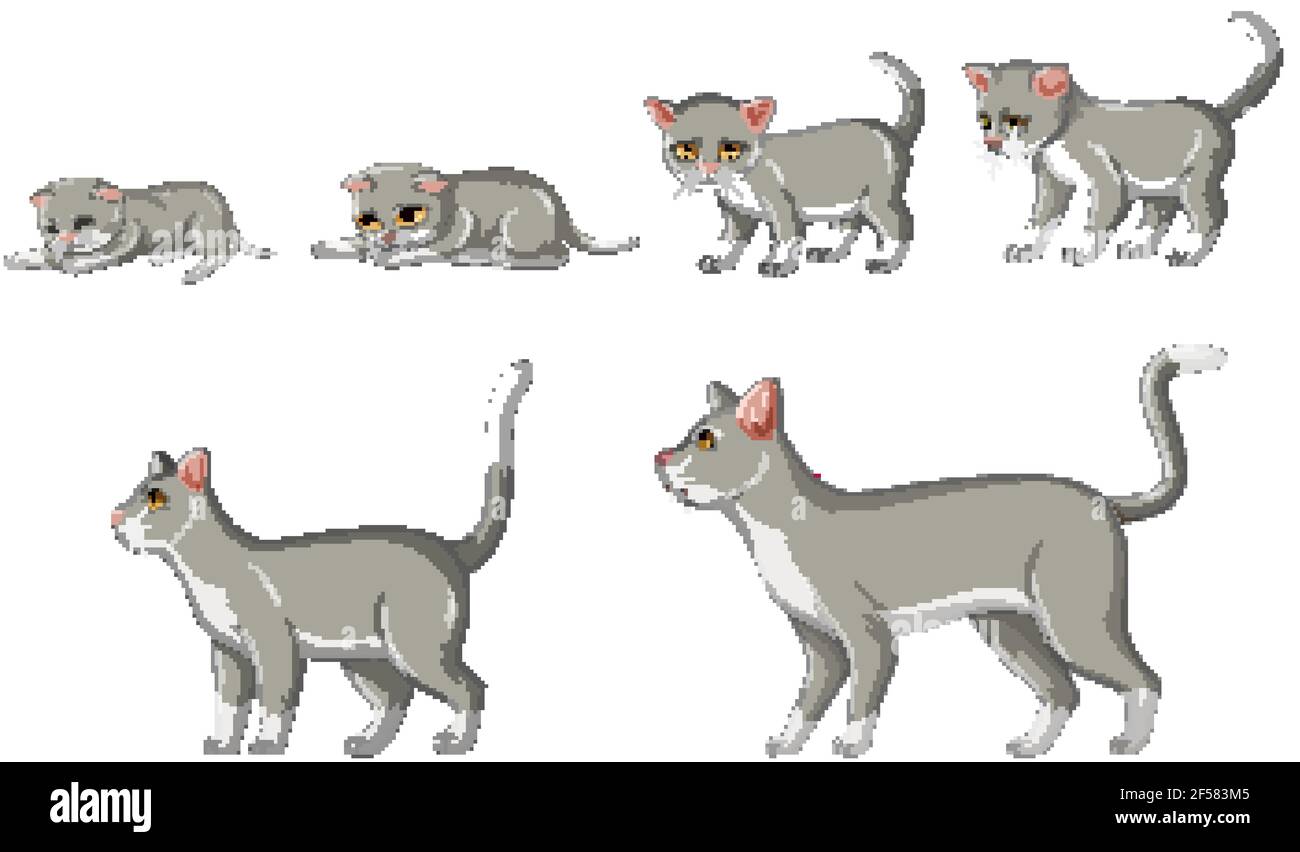 Cat growth stage on white background illustration Stock Vector Image ...