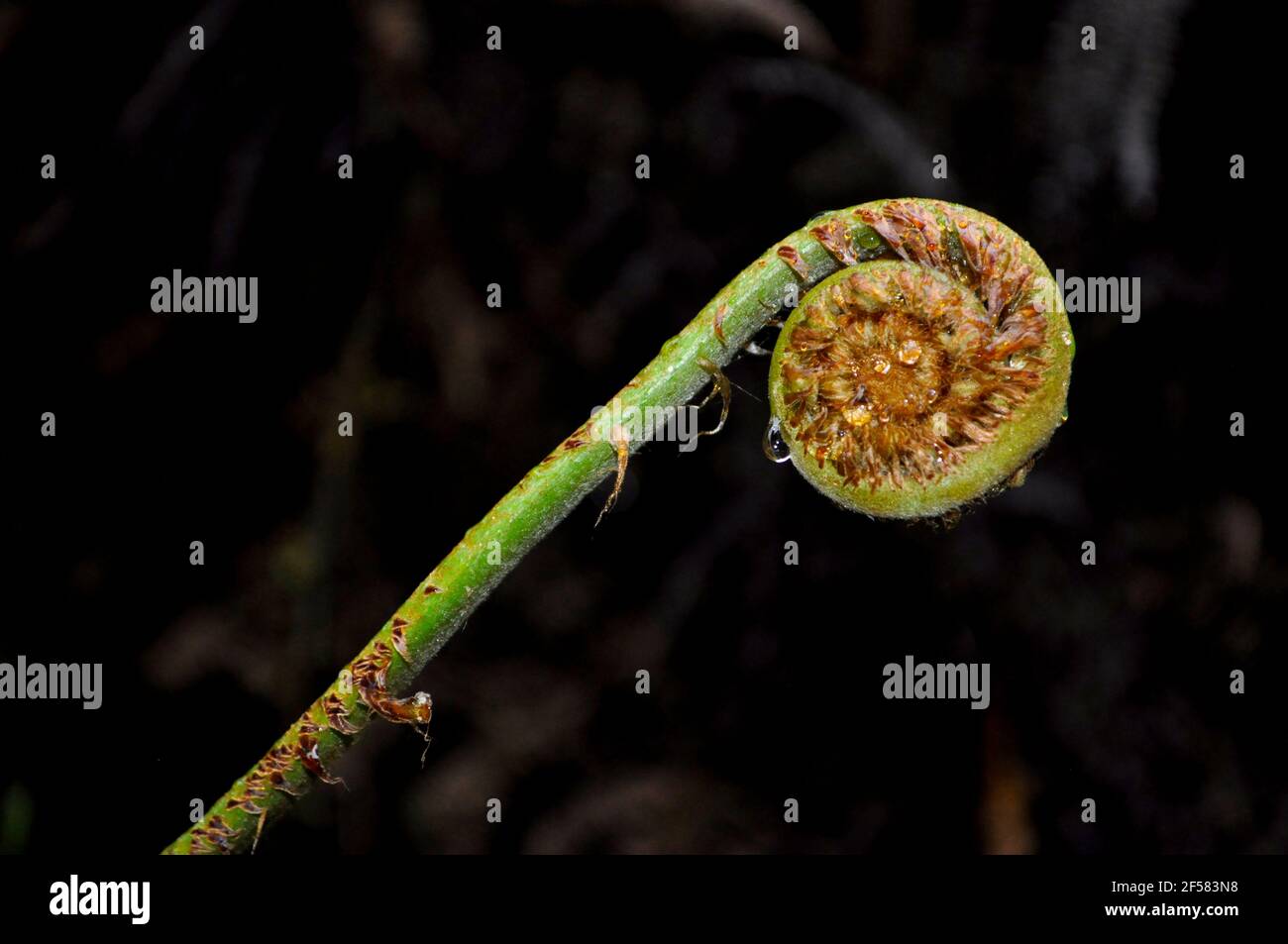 Rolled up fern leaf hi-res stock photography and images - Alamy