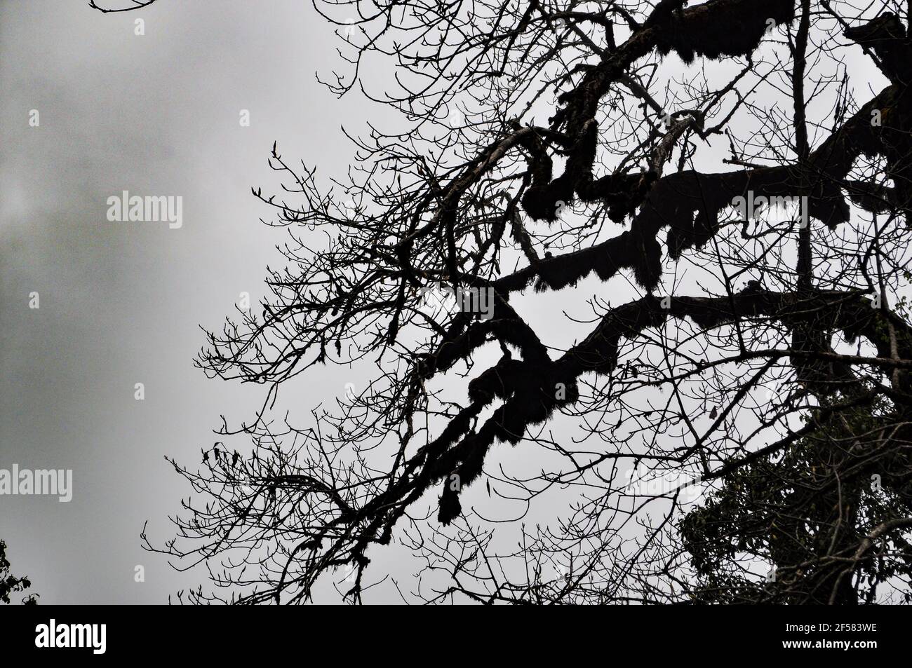 Leafless tree with black stem and branches isolated on white sky Stock ...