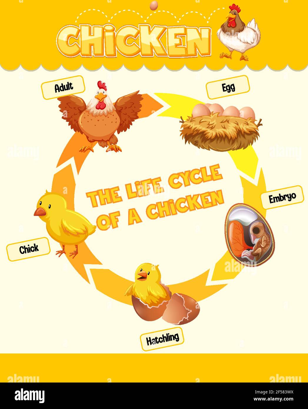 Diagram showing life cycle of Chicken illustration Stock Vector Image ...