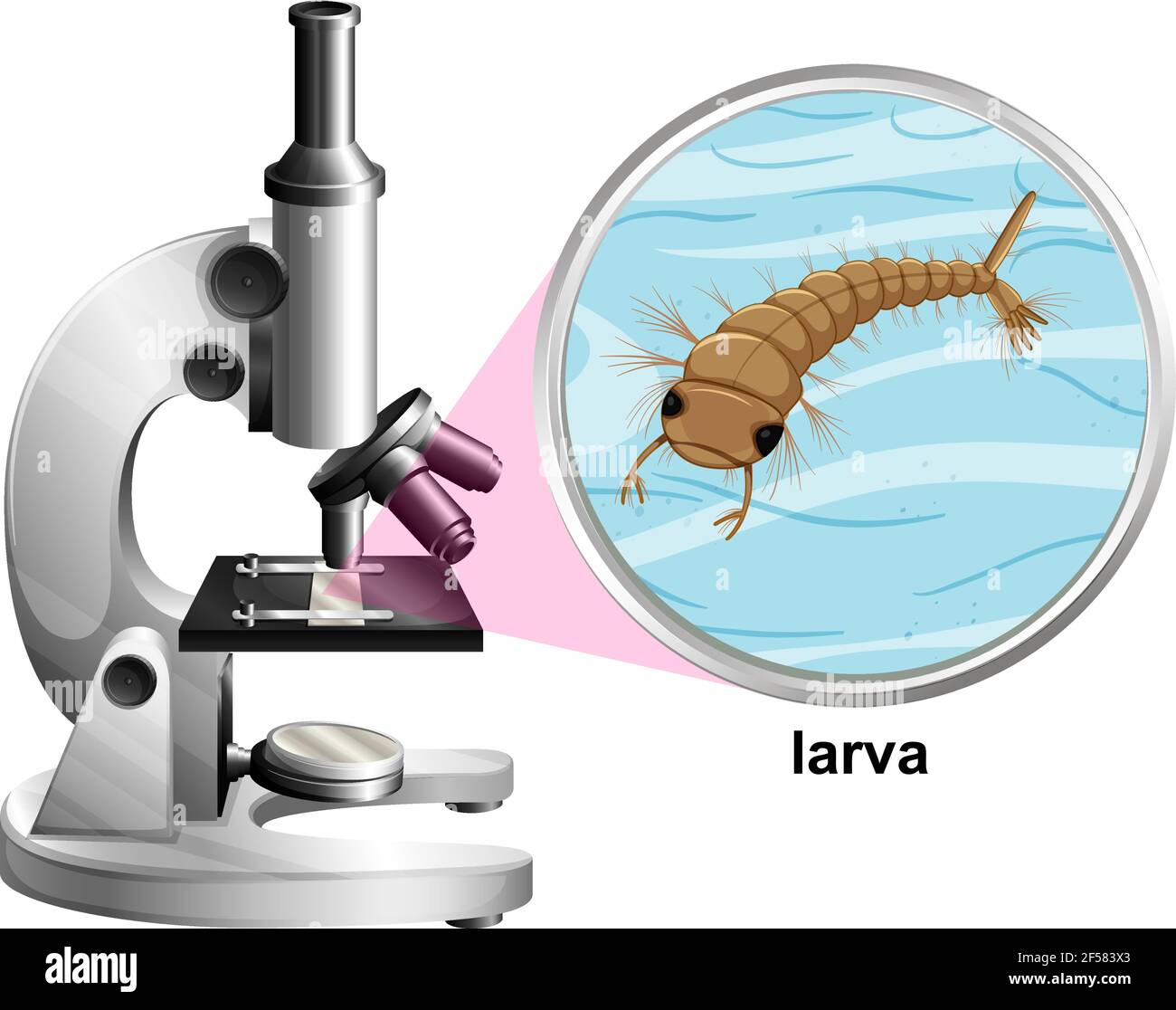 Microscope with larva mosquito on white background illustration Stock ...