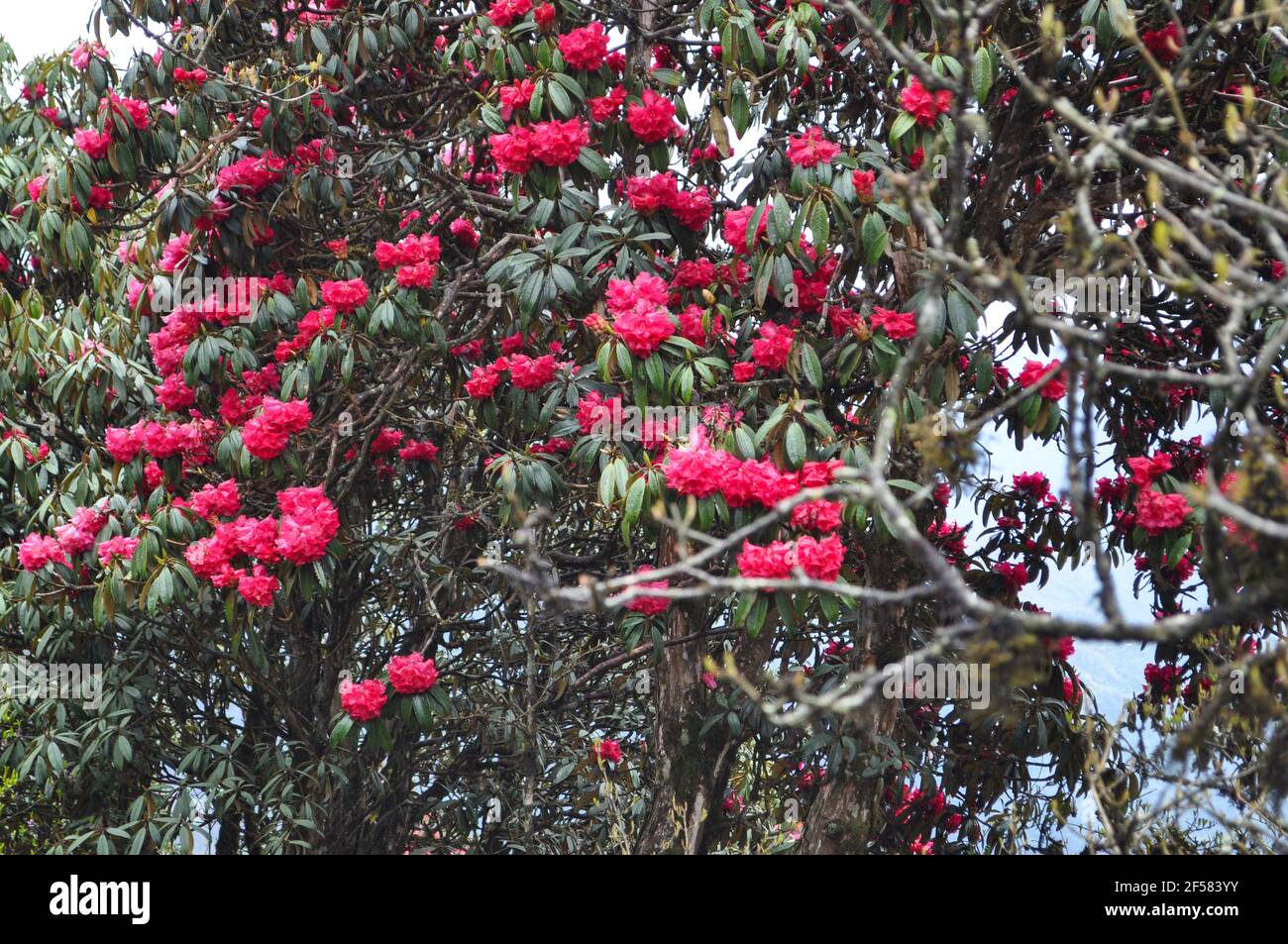 Red bloomed Rhodonedrun tree in the virgin forest of himalya, at ten ...