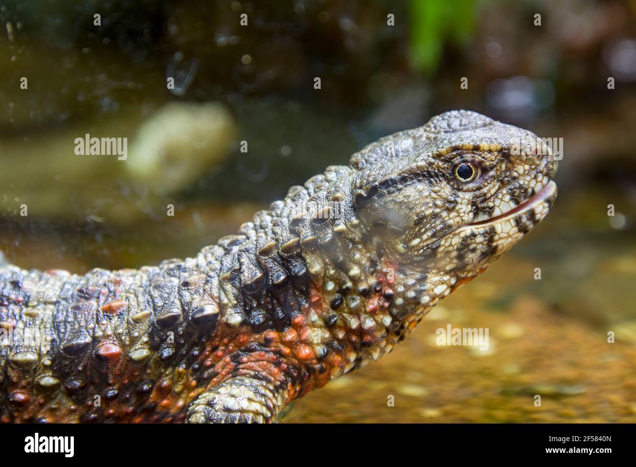 Semiaquatic lizard hi-res stock photography and images - Alamy