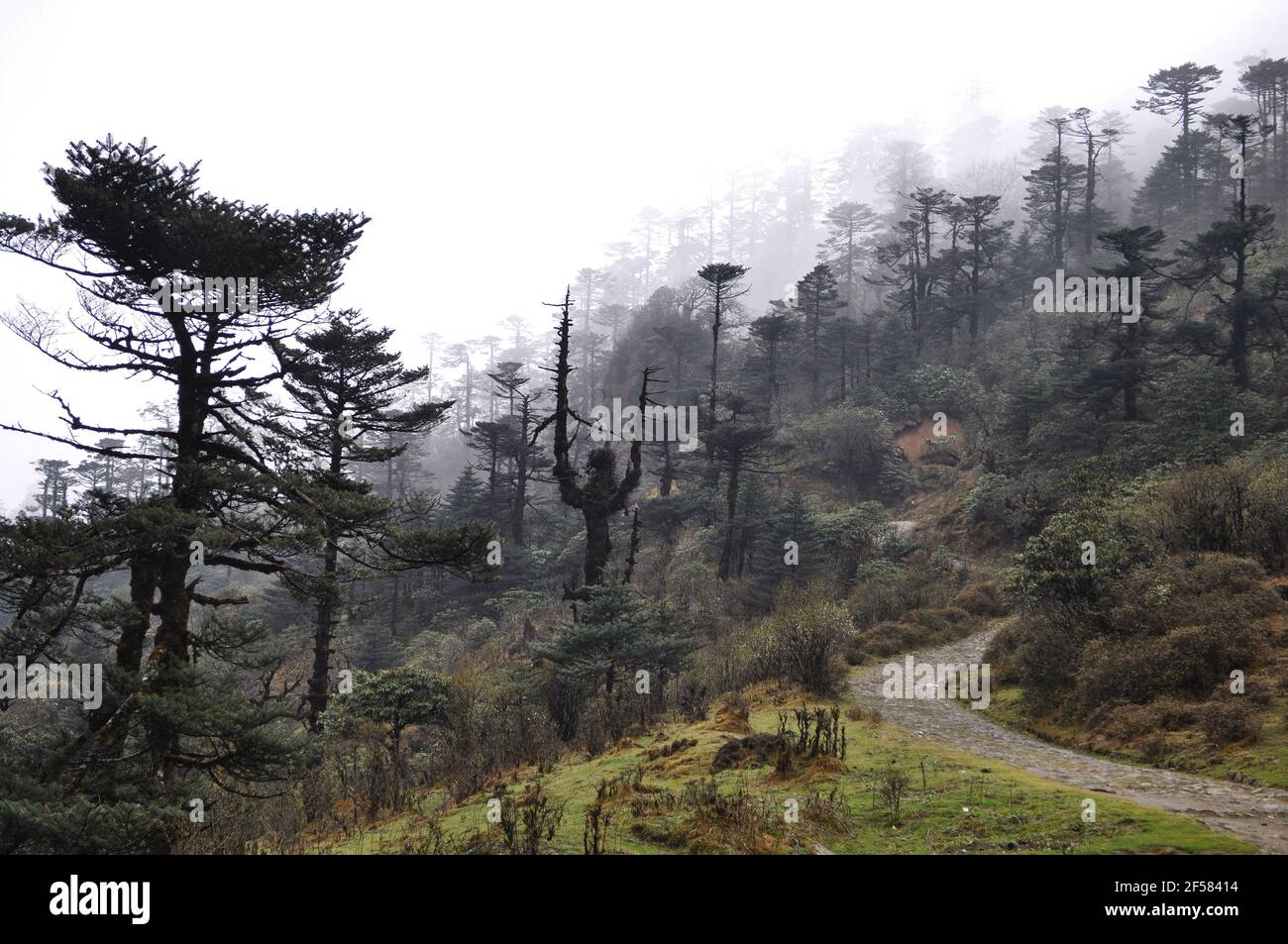 Forest cliff trees pine green road hi-res stock photography and images ...