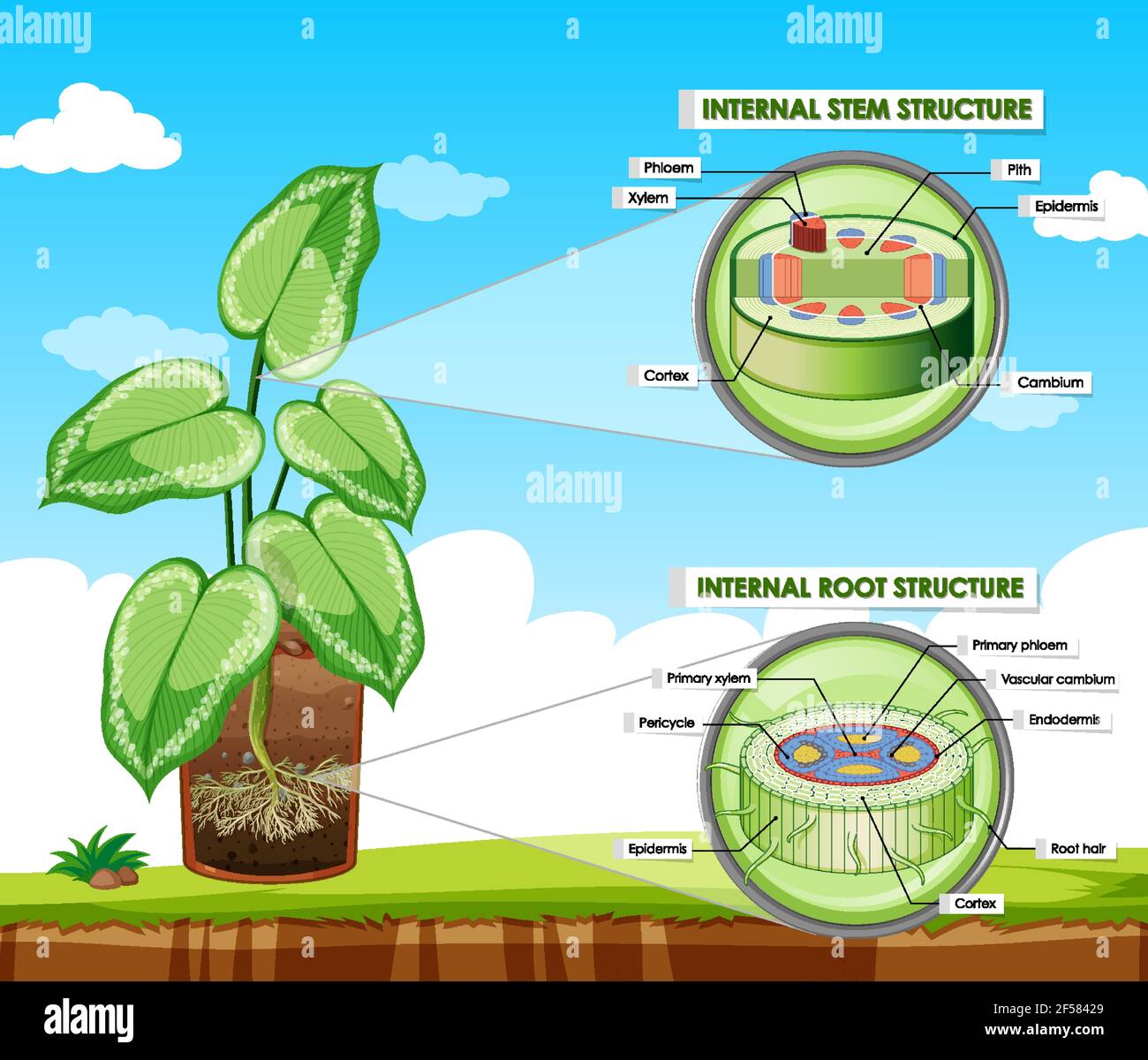 Diagram showing stem and root structure illustration Stock Vector Image ...