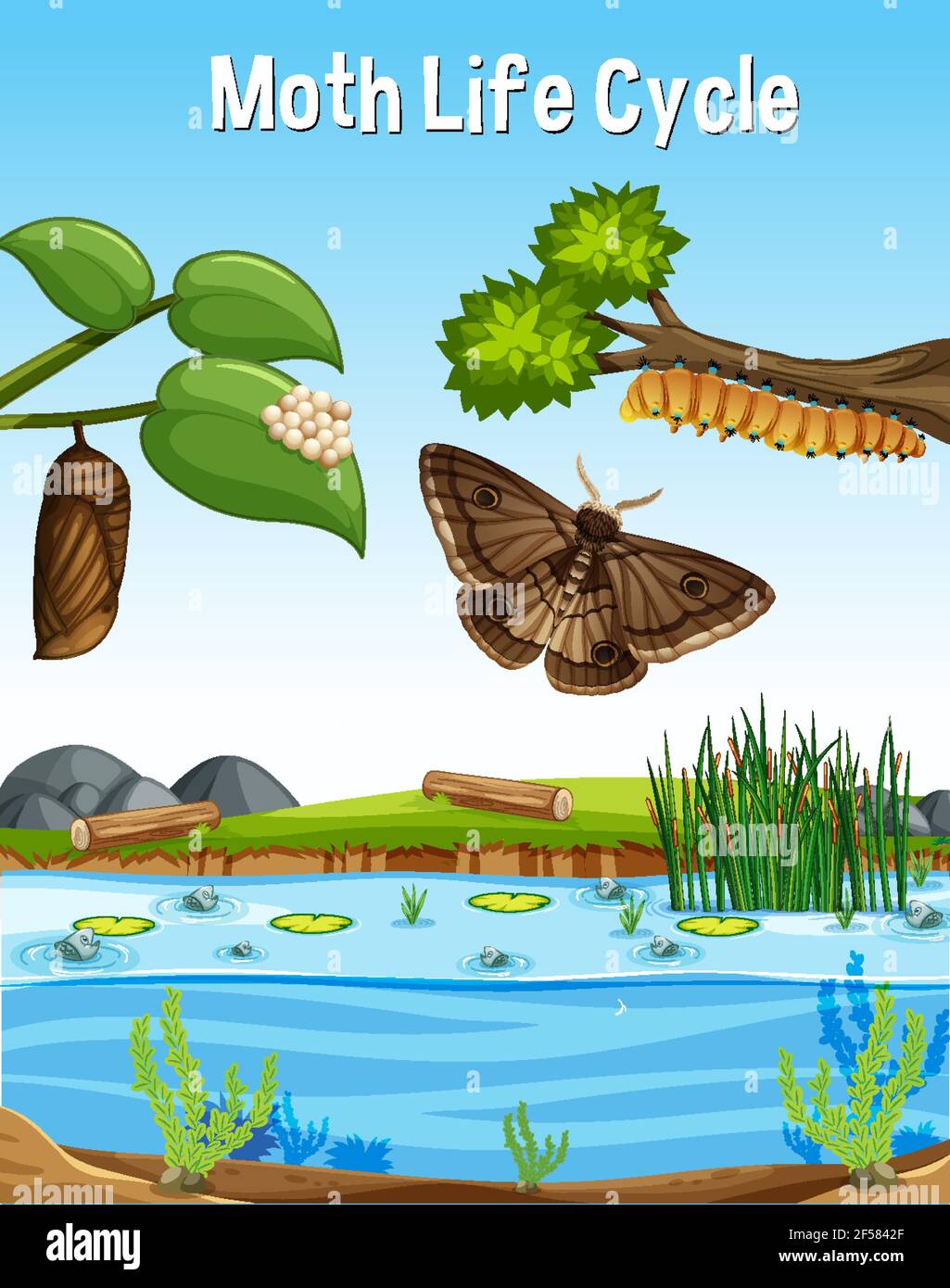 Moth life cycle diagram hi-res stock photography and images - Alamy