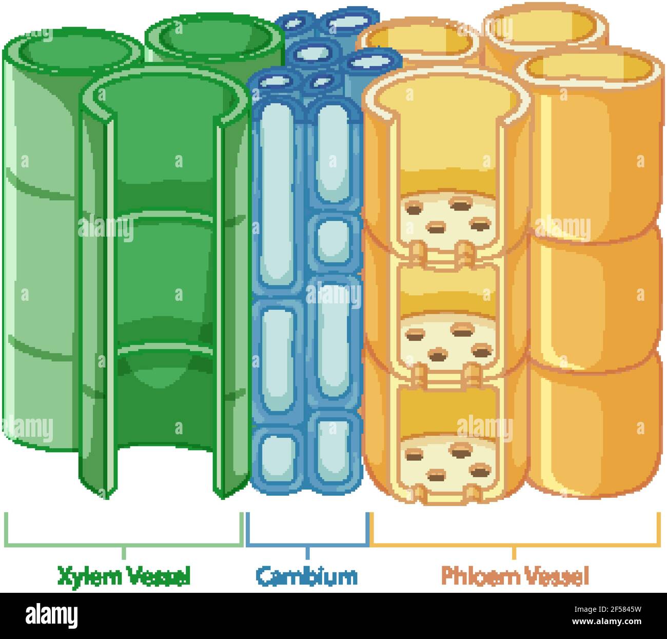 Xylem vessel hi-res stock photography and images - Alamy