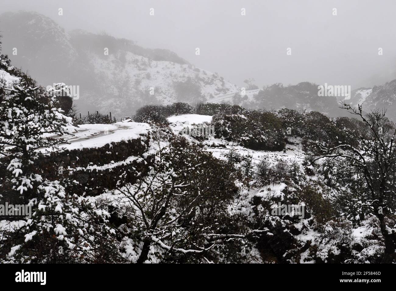 A remote village in Darjeeling district covered with snow and dense fog ...