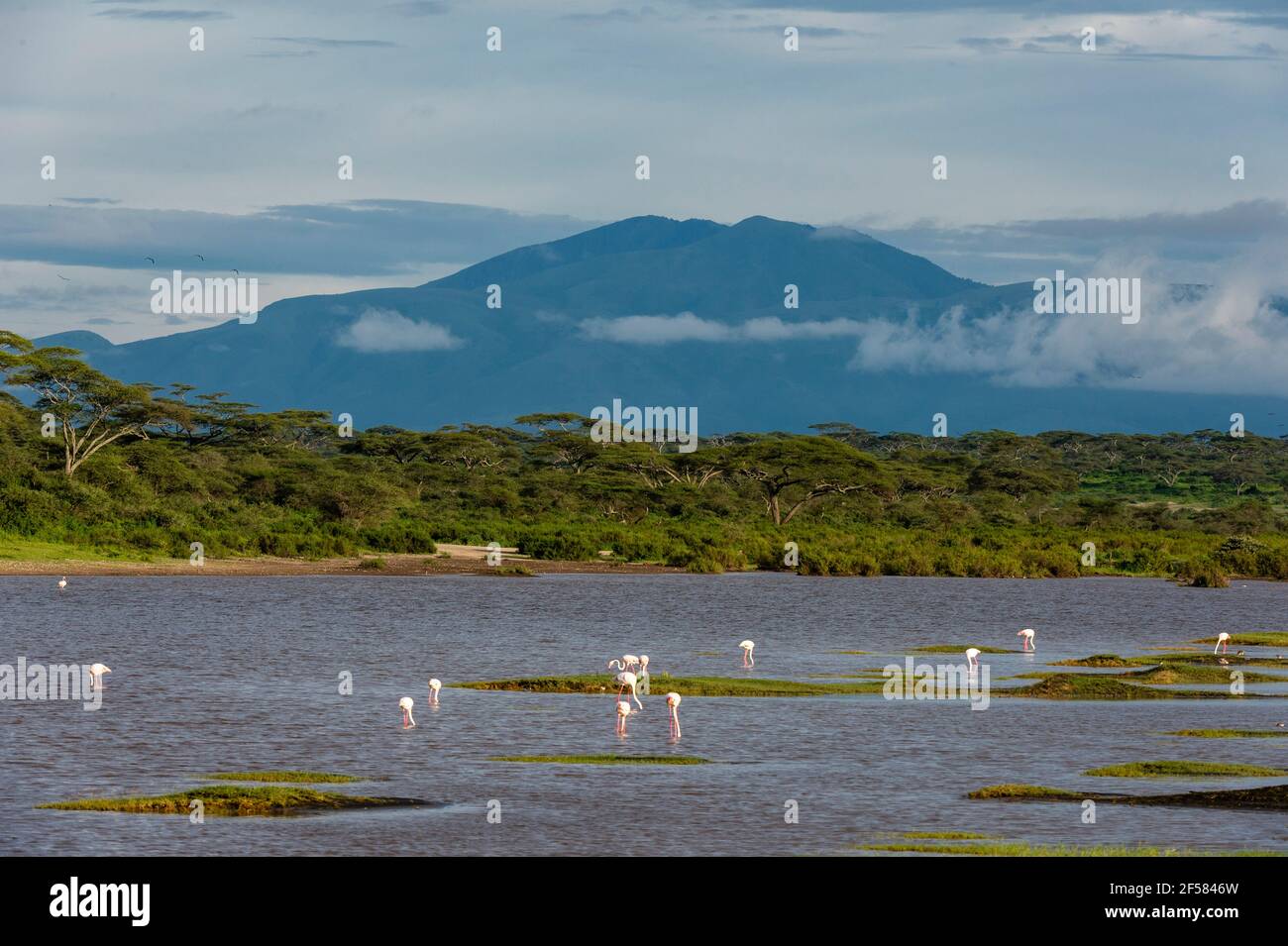Greater flamingos (Phoenicopterus ruber) on the lake Ndutu, Ngorongoro ...