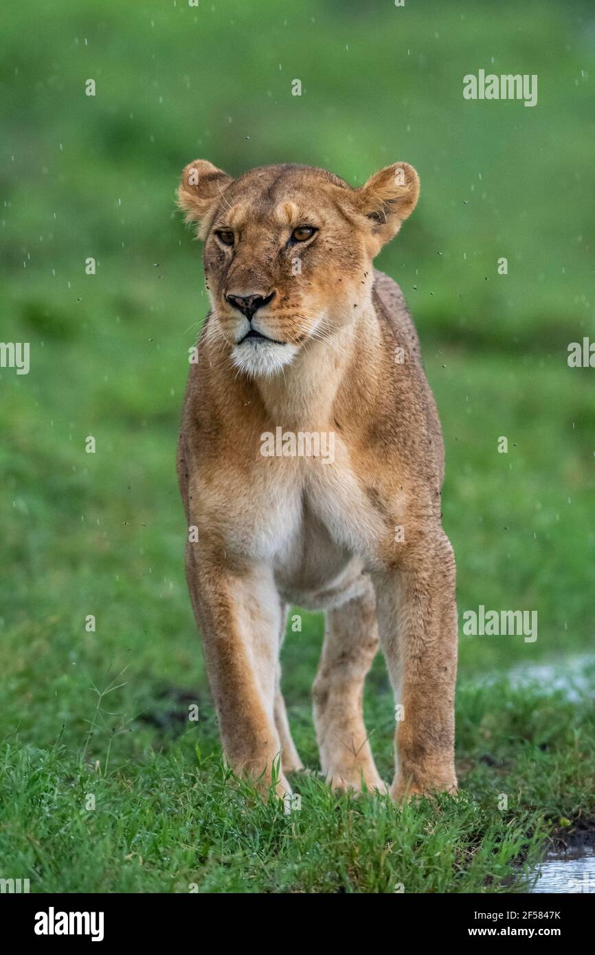 Lioness (Panthera leo), Ndutu, Ngorongoro Conservation Area, Serengeti ...