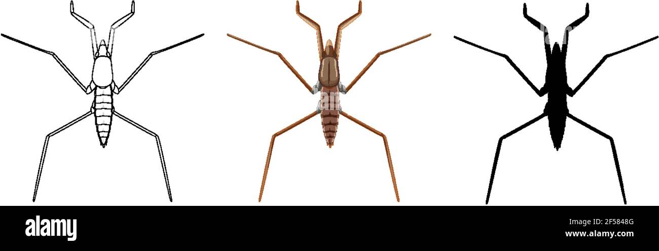 Set of Pond skater beetle in three style illustration Stock Vector ...