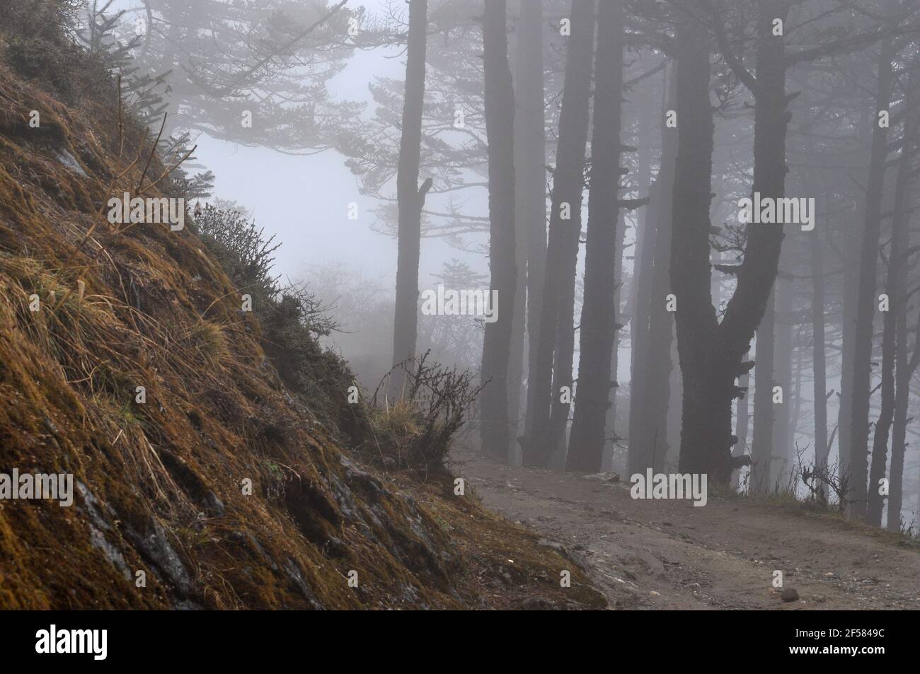 Pine trees forest covered with silvery mist and fog, trekking route to ...
