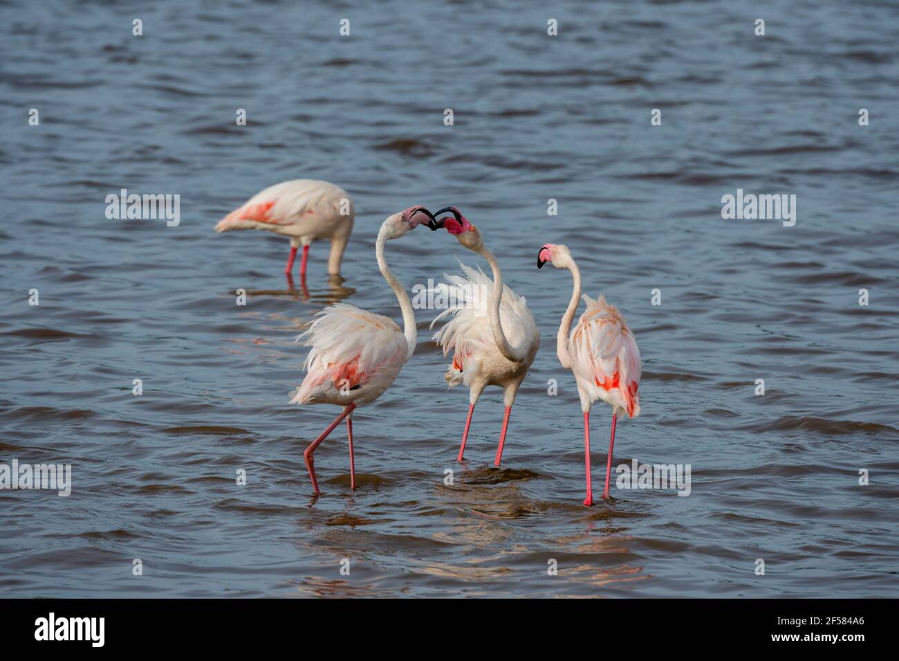 Greater flamingos (Phoenicopterus ruber) on the lake Ndutu, Ngorongoro ...