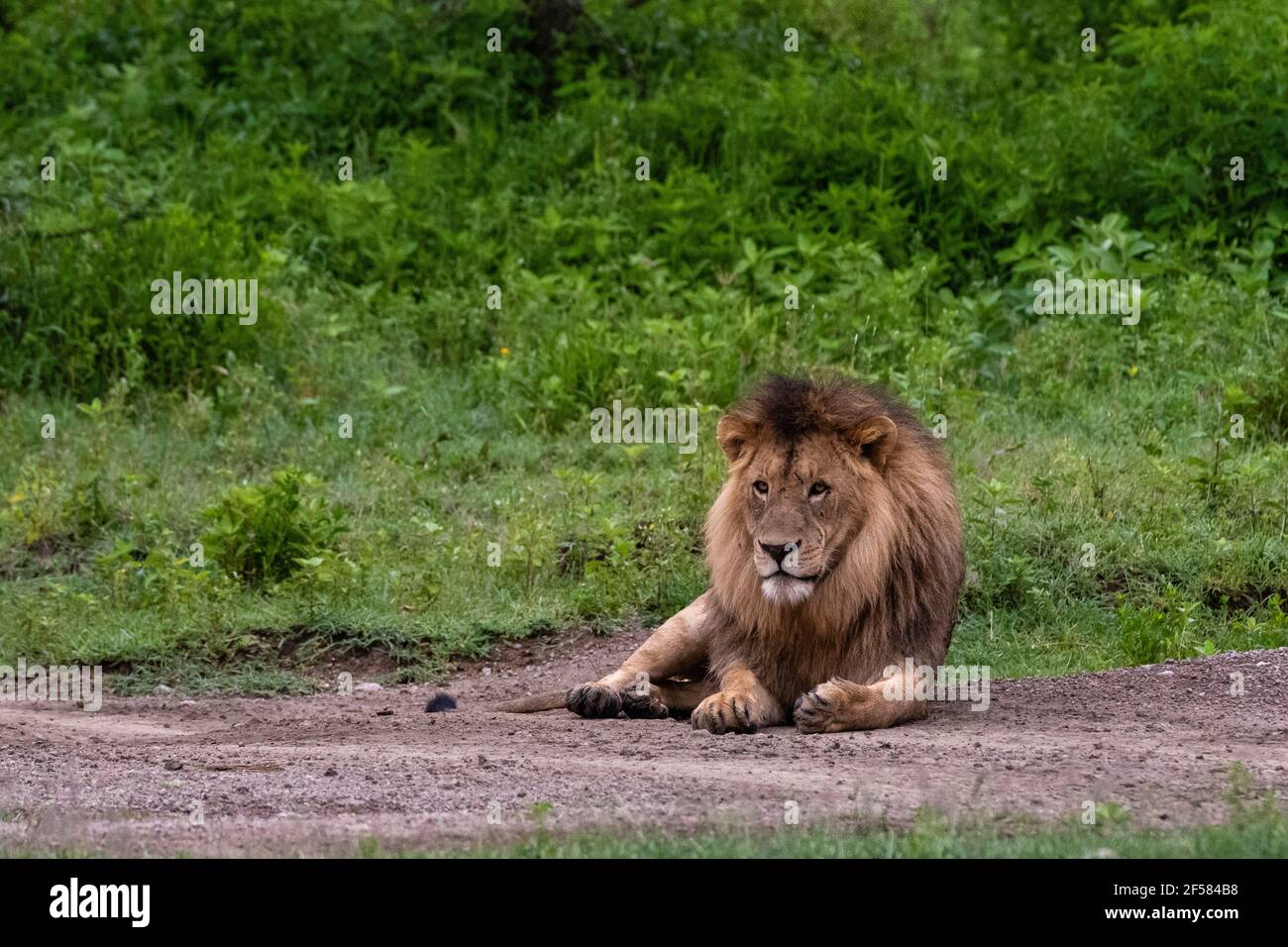 Lion (Panthera leo), Ndutu, Ngorongoro Conservation Area, Serengeti ...