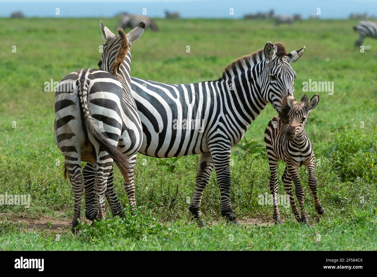 Plains zebras (Equus quagga), Ndutu, Ngorongoro Conservation Area ...