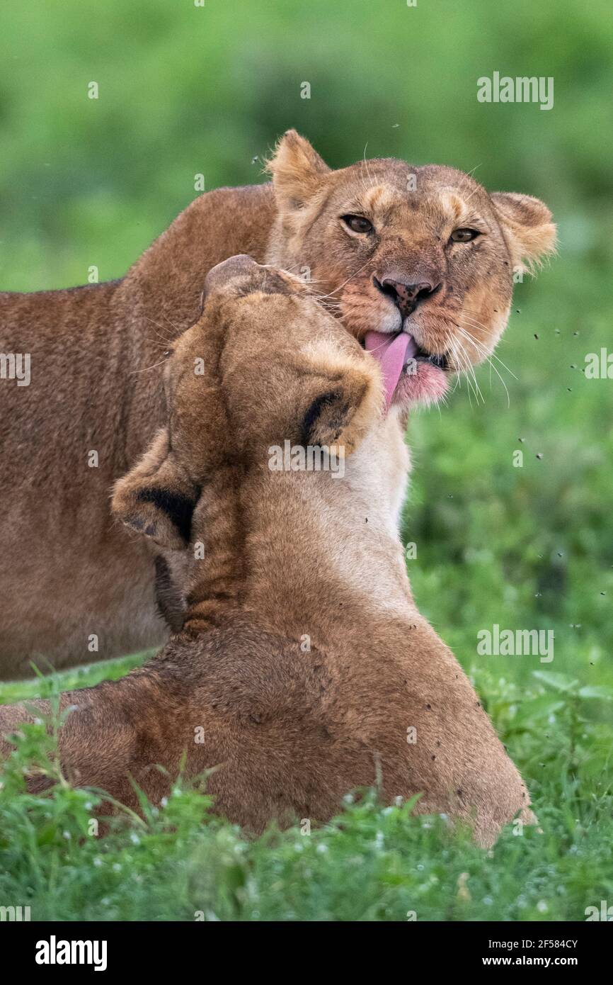 Lioness (Panthera leo), Ndutu, Ngorongoro Conservation Area, Serengeti ...