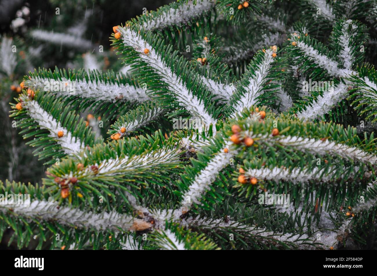 Green christmas tree leaves orange coloured fruit covered with ...