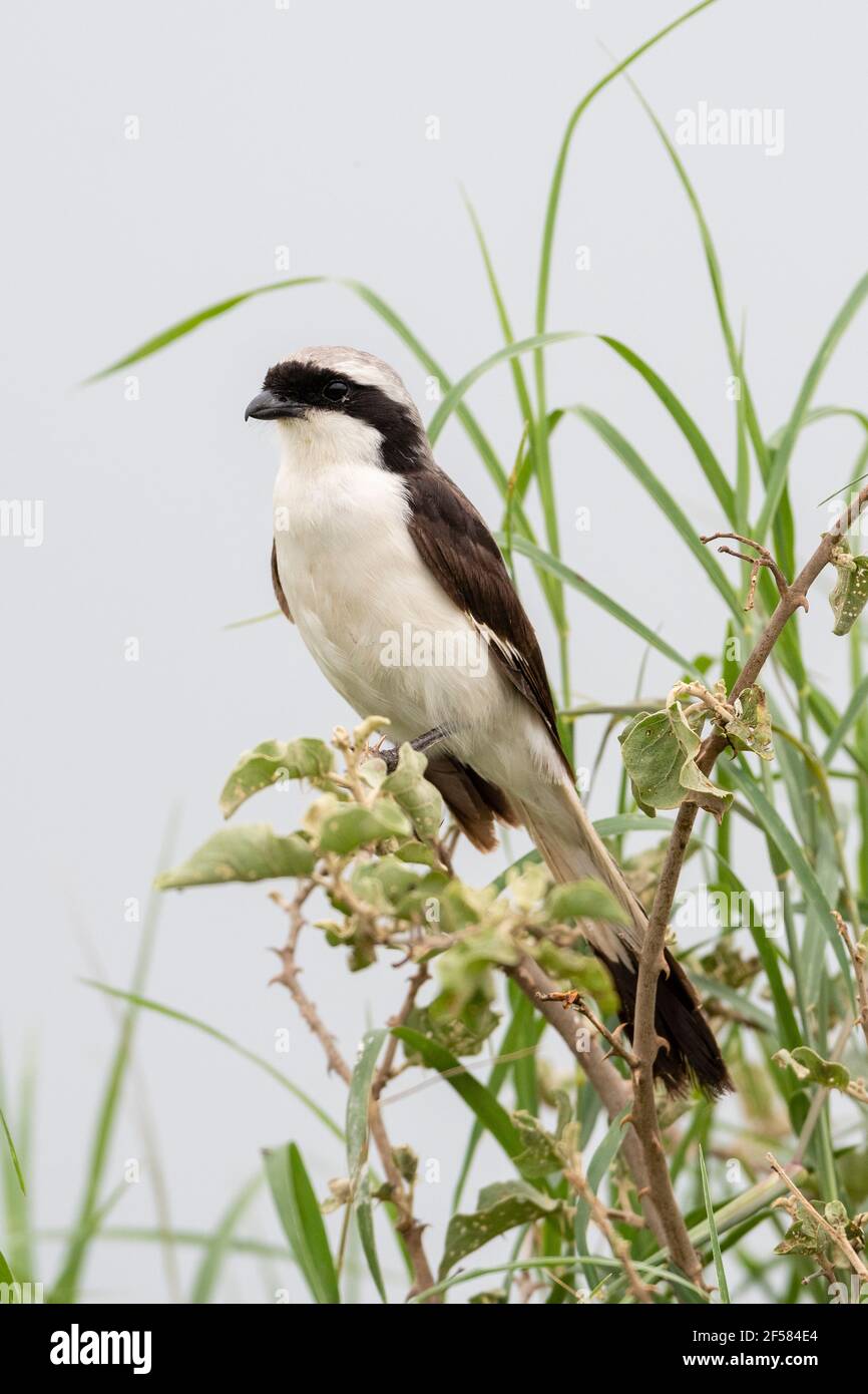 White-rumped Shrike (Eurocephalus rueppelli), Seronera, Serengeti ...