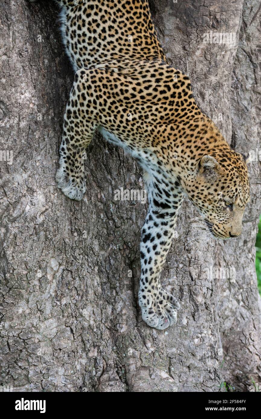 Leopard serengeti np tanzania hi-res stock photography and images - Alamy
