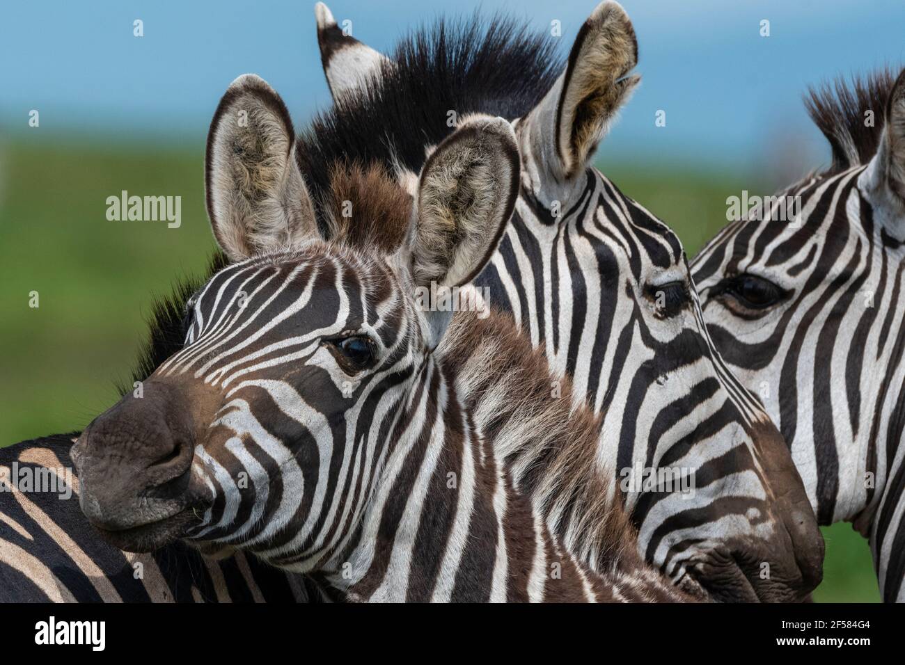 Plains zebras (Equus quagga), Ndutu, Ngorongoro Conservation Area ...