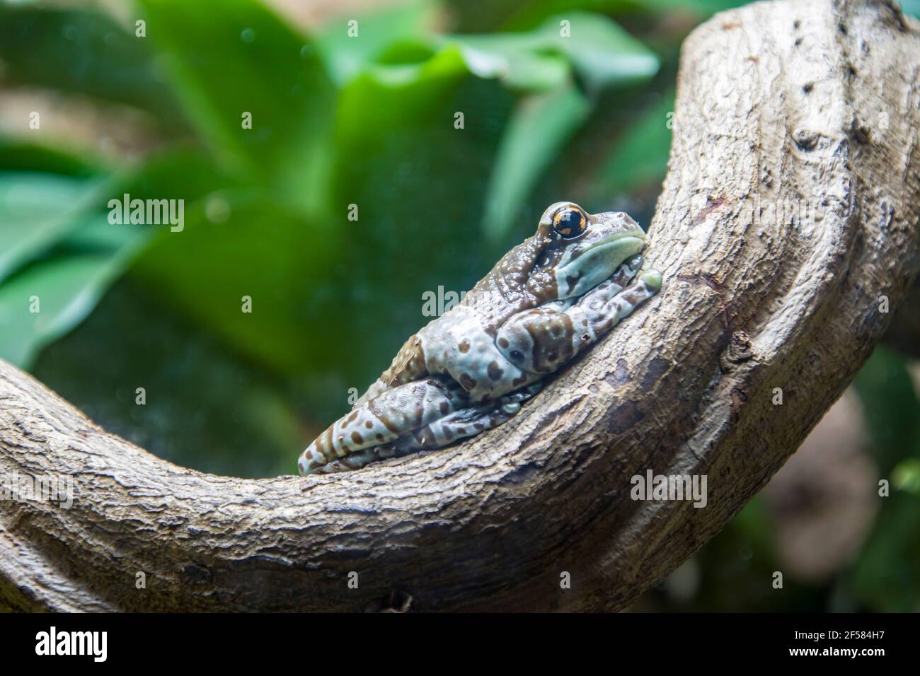 Amazon milk frog (Trachycephalus resinifictrix) is a large species of ...