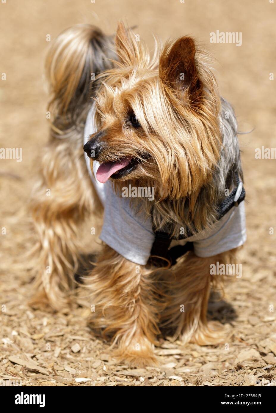 Yorkshire Terrier (AKA Yorkie) Standing and Looking Away Stock Photo ...