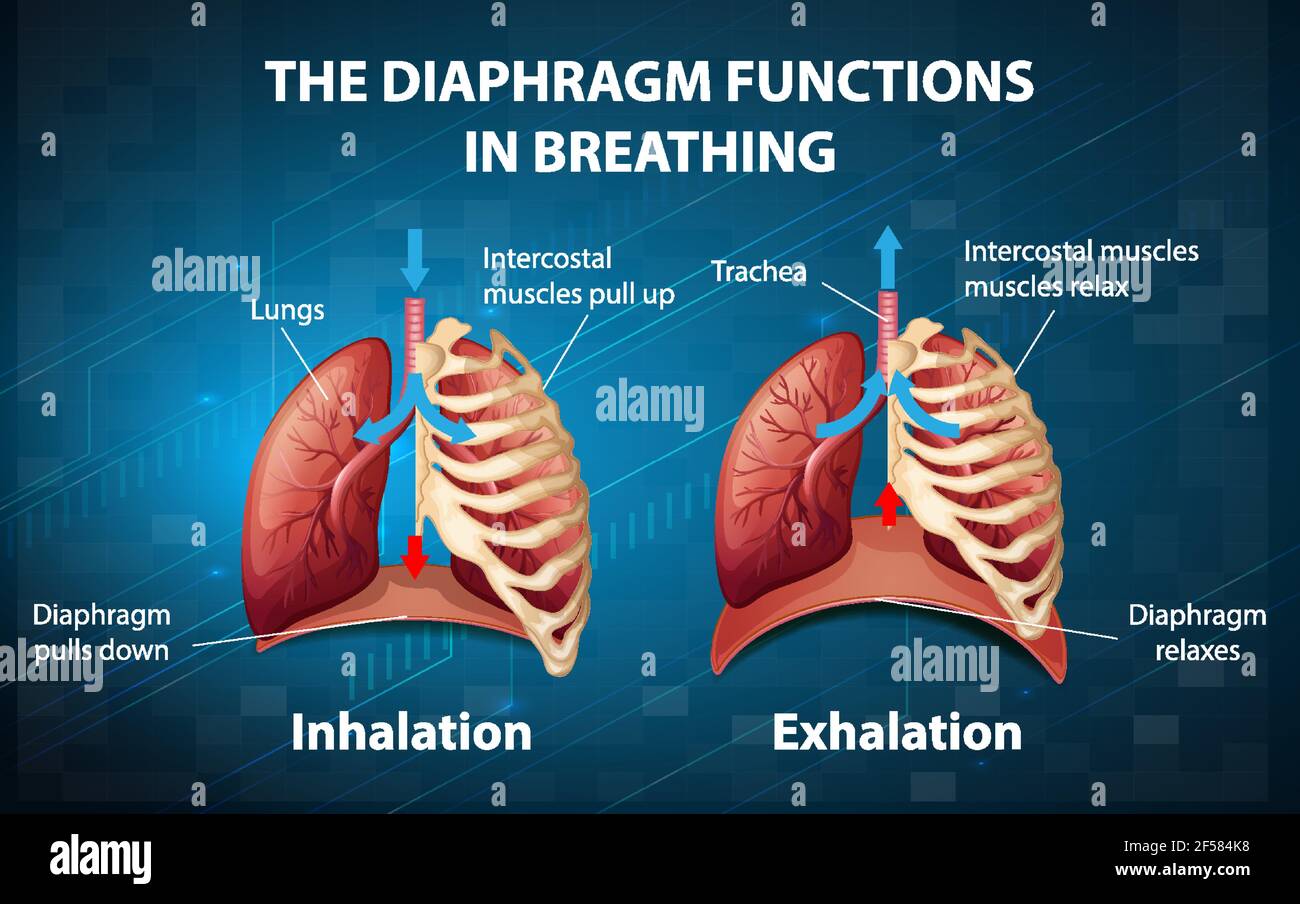 Diaphragm diagram hi-res stock photography and images - Alamy