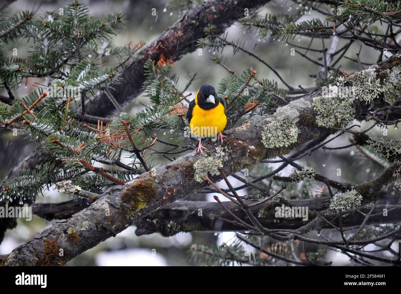 The hooded grosbeak bright yellow colored bird at high altitude of ten ...