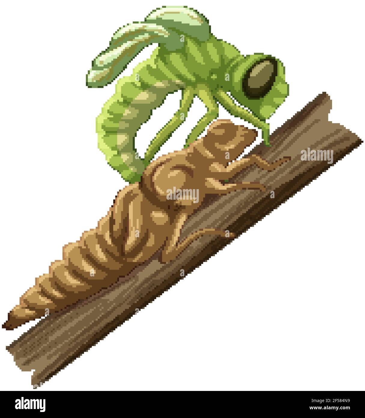 A dragonfly (Molt Stage) on white background illustration Stock Vector ...