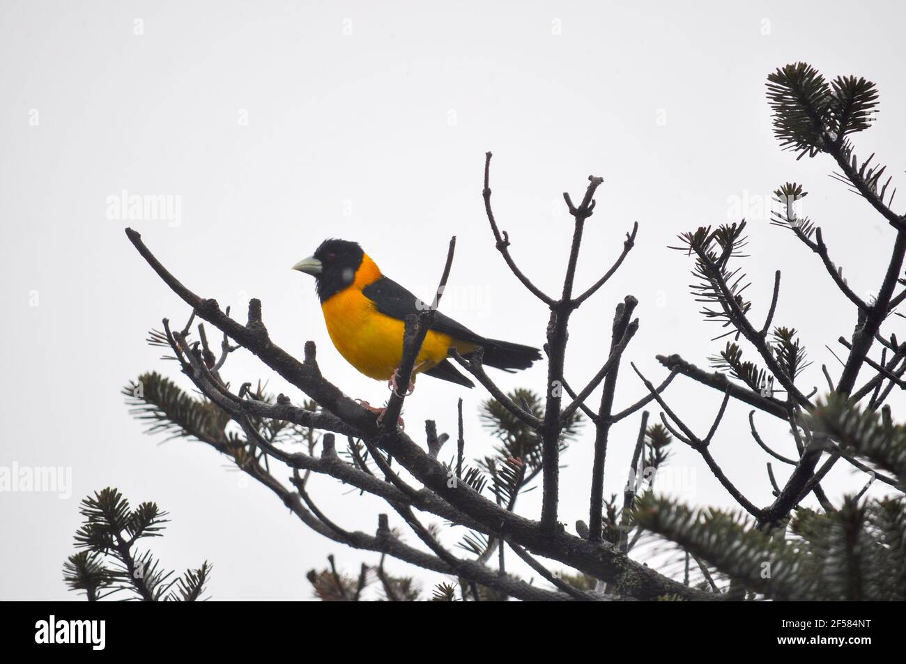 The hooded grosbeak bright yellow colored bird at high altitude of ten ...