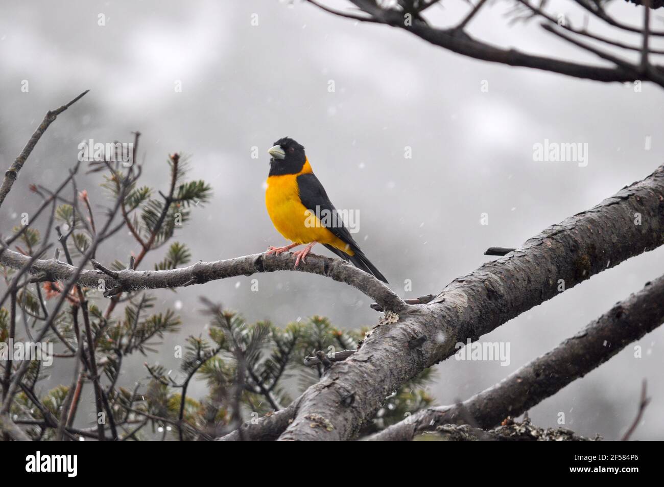 The hooded grosbeak bright yellow colored bird at high altitude of ten ...