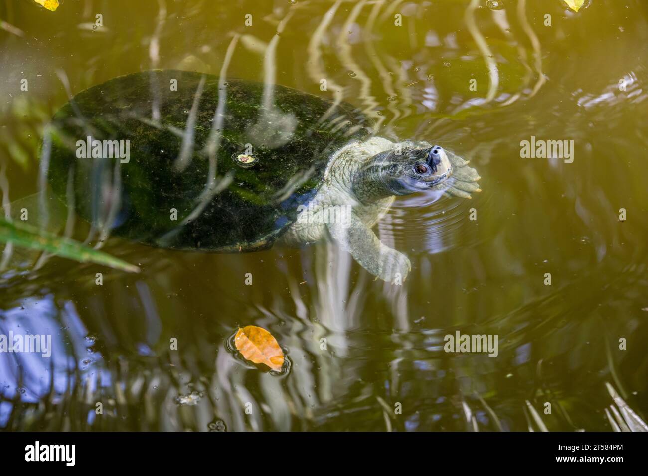 The Burmese roofed turtle (Batagur trivittata) is one of six species of ...