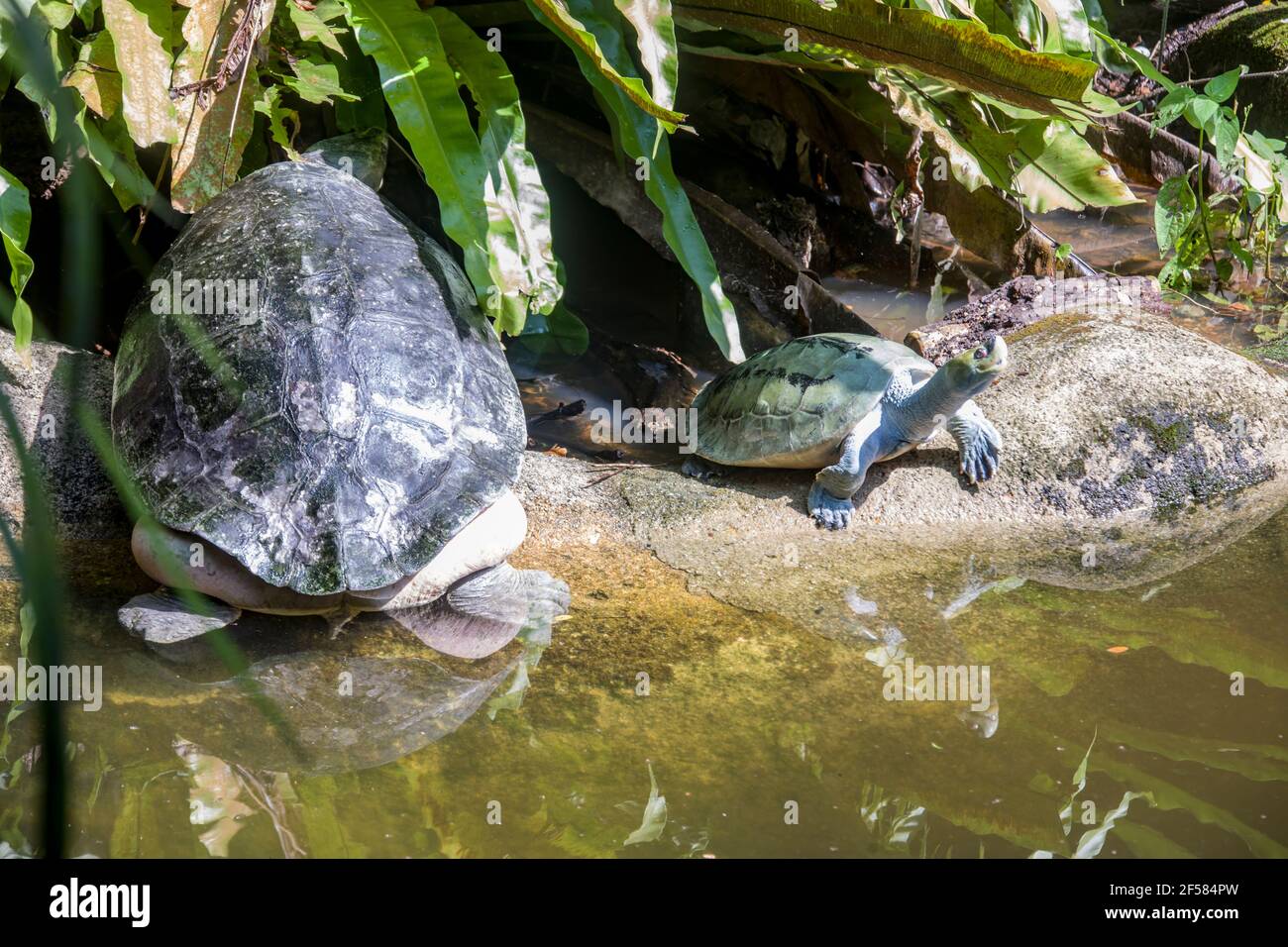 The Burmese roofed turtle (Batagur trivittata) is one of six species of ...