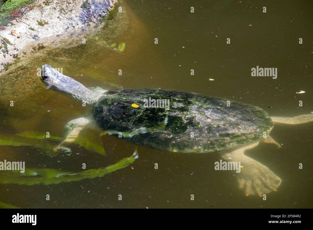 The Burmese roofed turtle (Batagur trivittata) is one of six species of ...