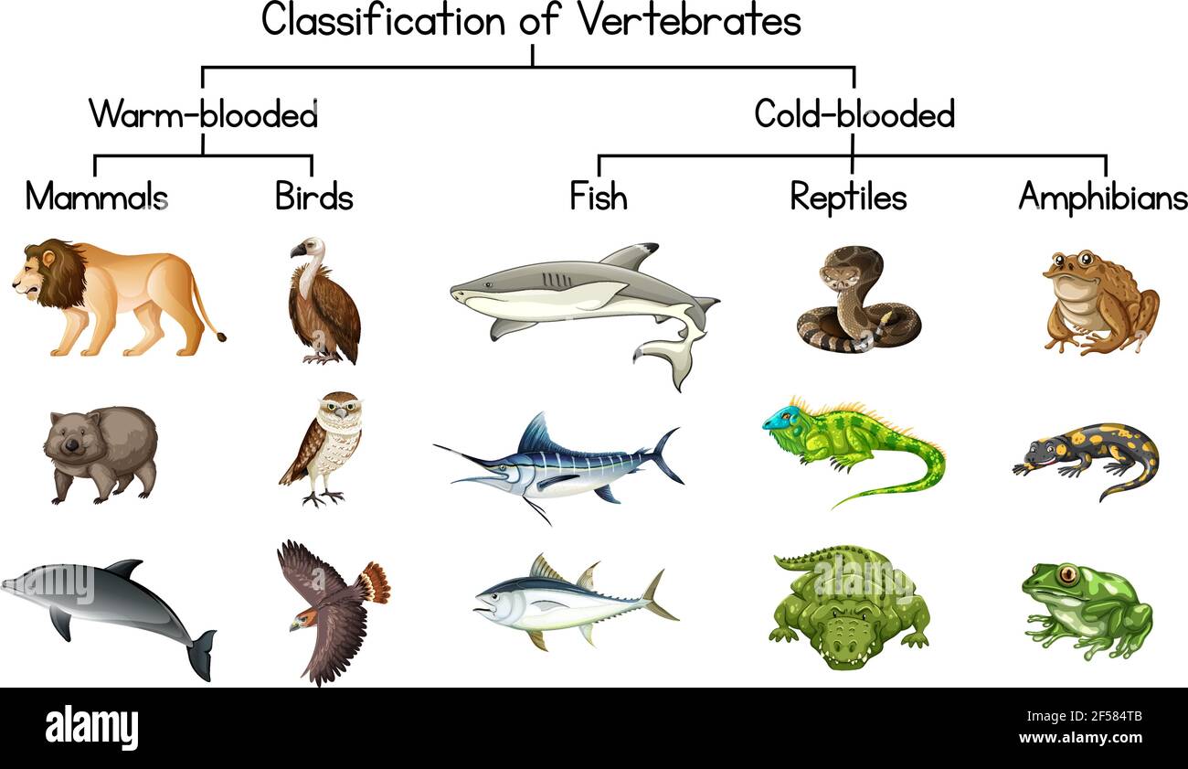 Vertebrates And Invertebrates Chart