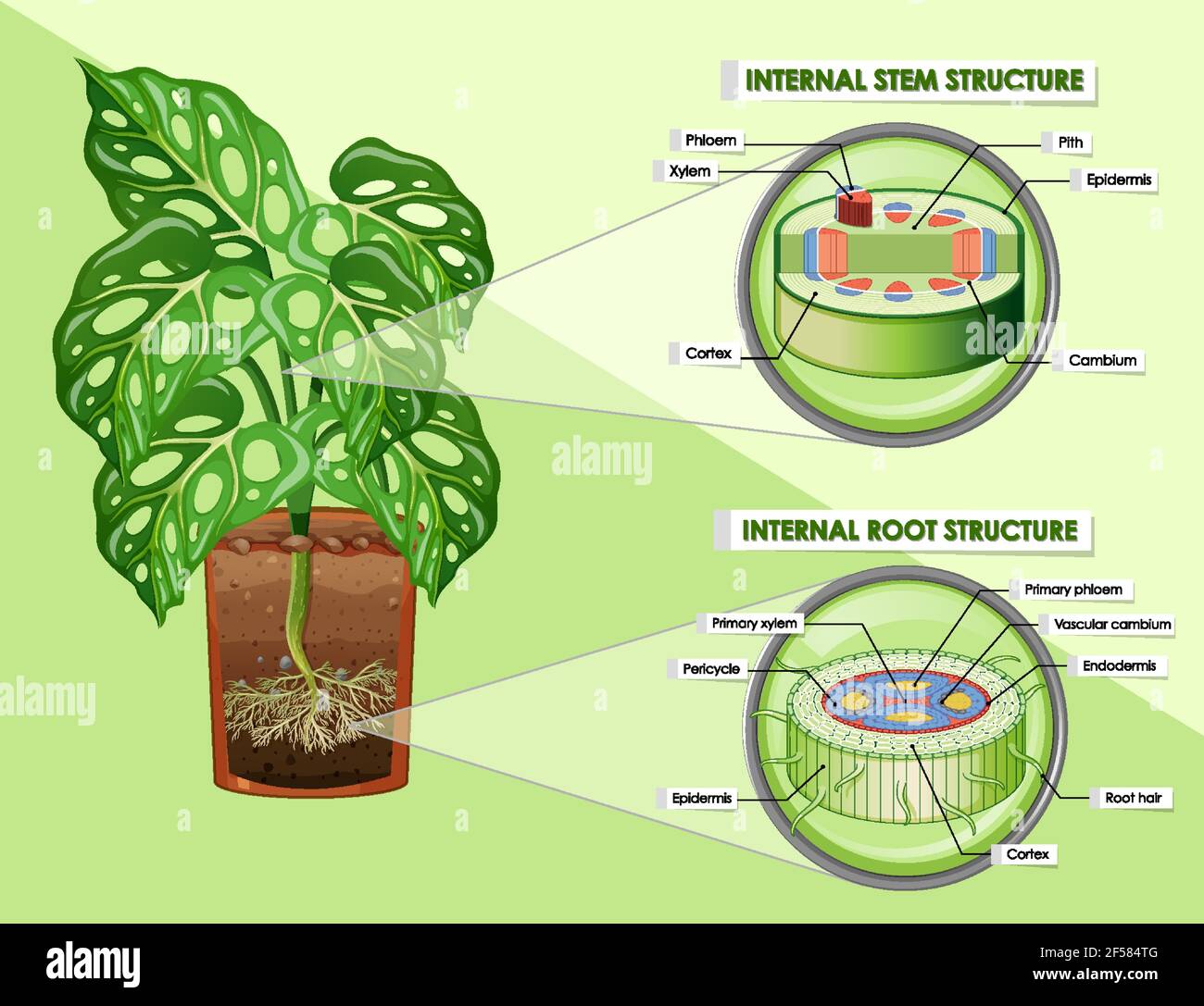 Diagram showing stem and root structure illustration Stock Vector Image ...