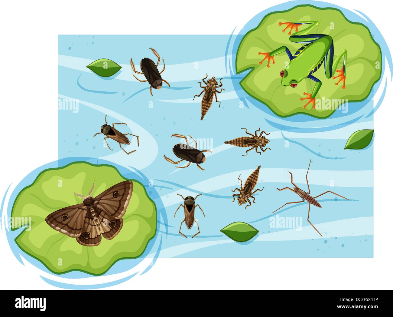 Top view of aquatic insects in the pond illustration Stock Vector Image ...