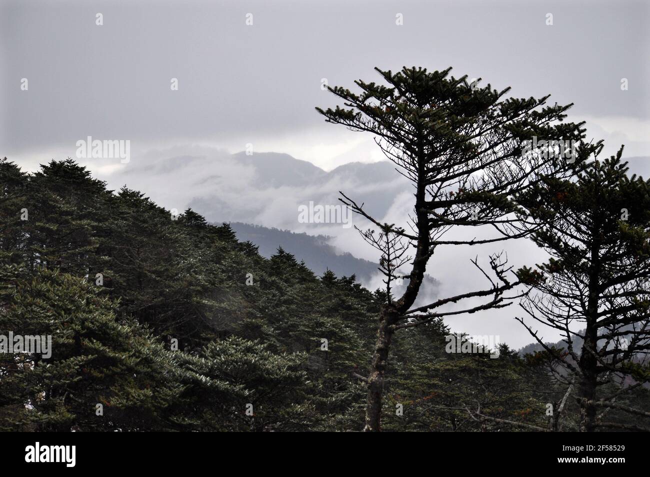 Panoramic view of rows of mountain ridges , pine tree forest with ...