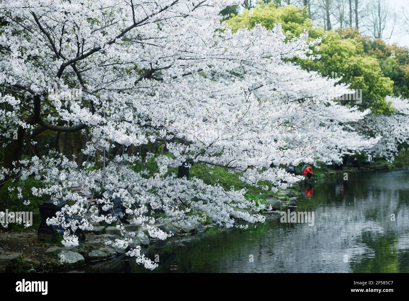 HANGZHOU, CHINA - MARCH 25, 2021 - Citizens and tourists view cherry ...