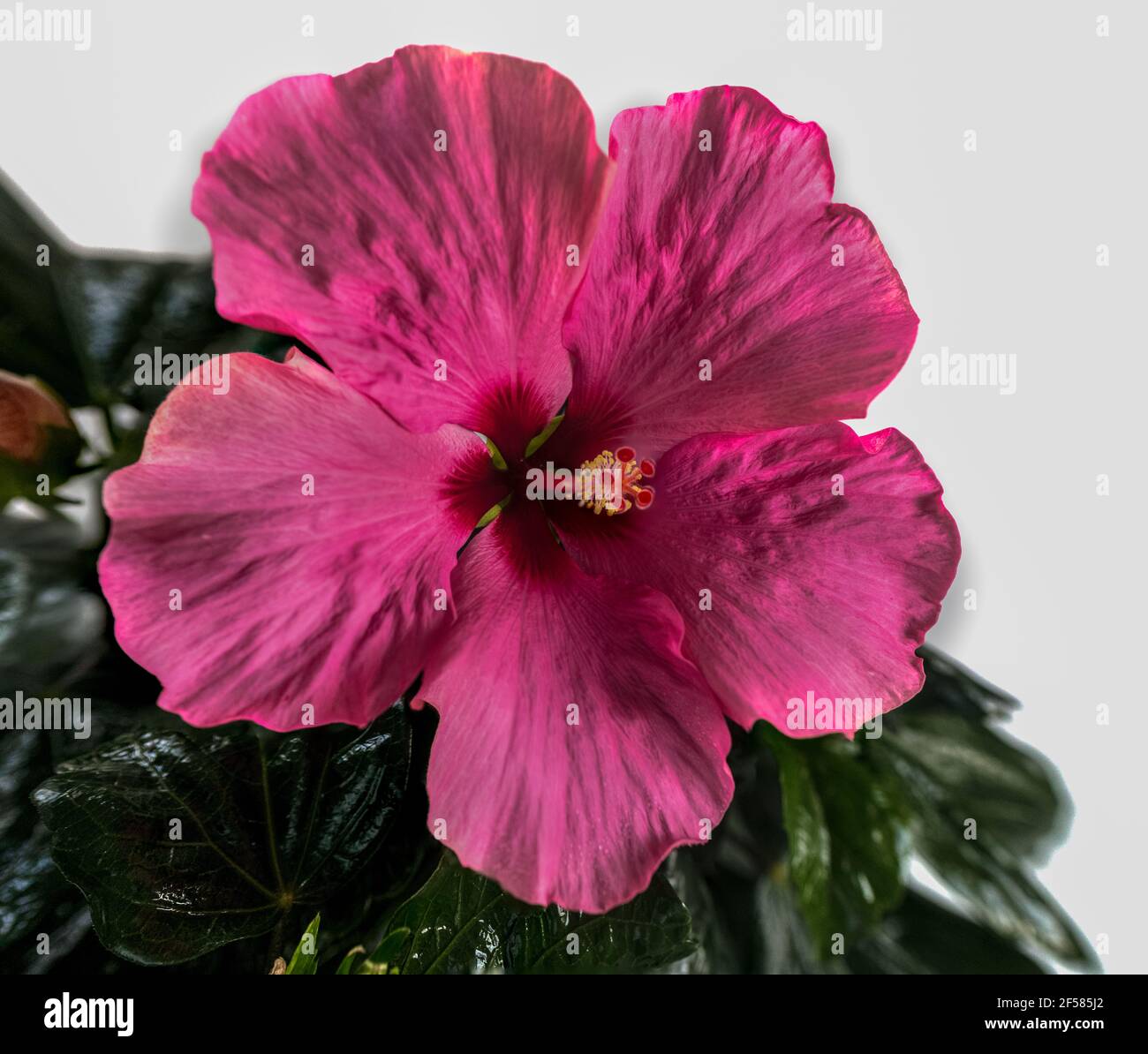 Chinese hibiscus, Hibiskus (Hibiscus rosa-sinensis Stock Photo - Alamy
