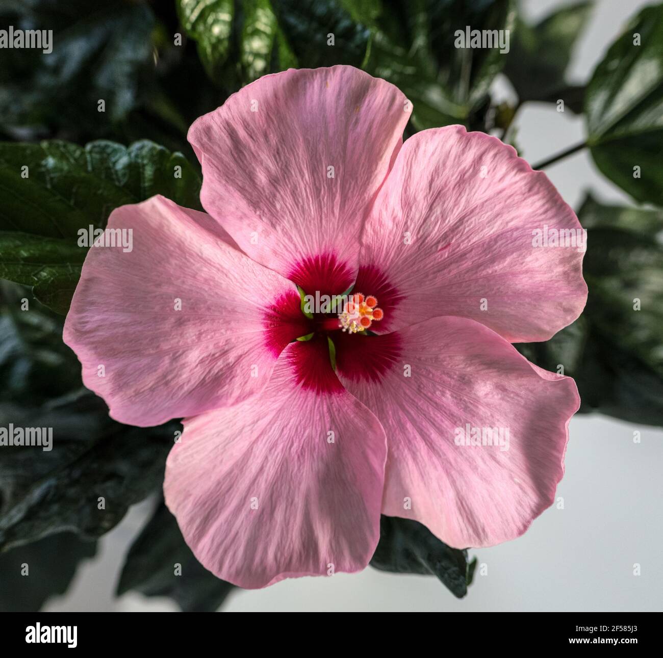 Chinese hibiscus, Hibiskus (Hibiscus rosa-sinensis Stock Photo - Alamy